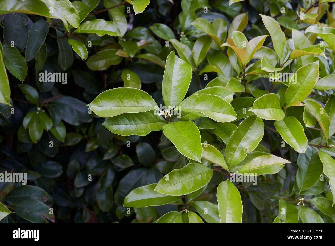 Osmanthus fragrans shrub in bloom Stock Photo - Alamy