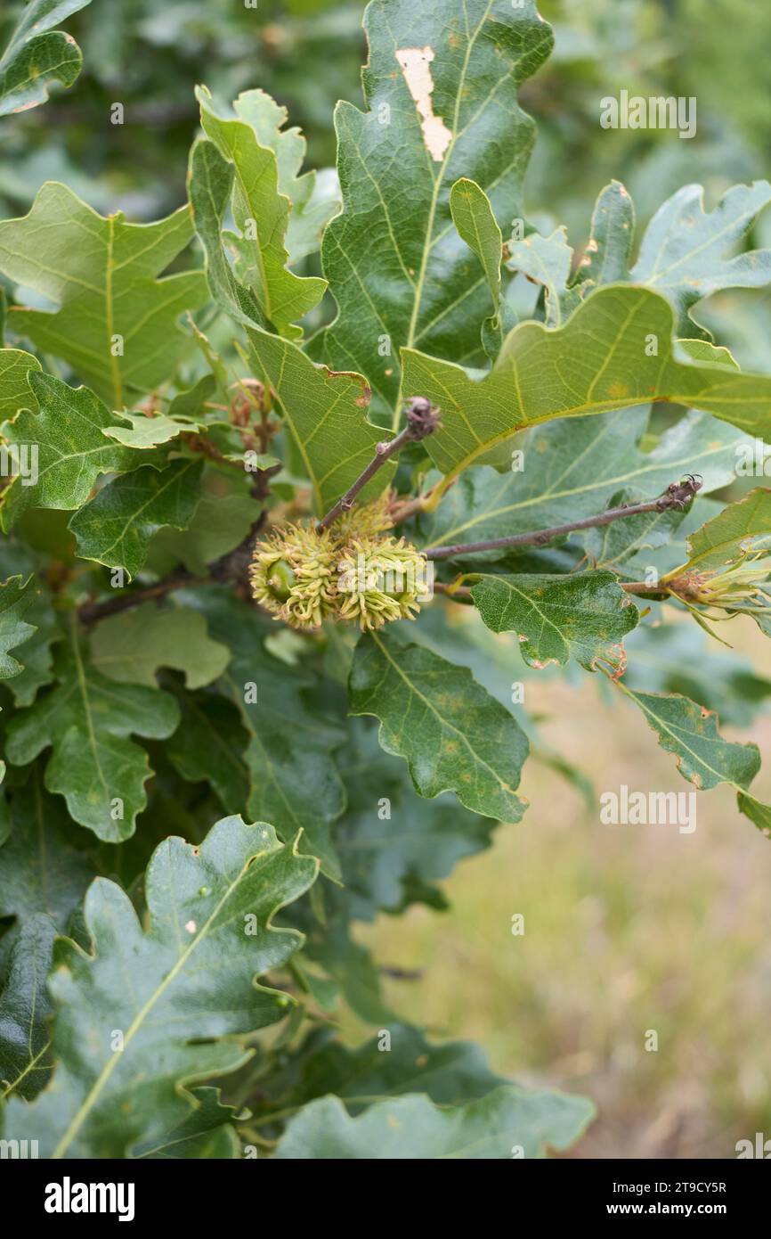 Austrian oak quercus cerris wood hi-res stock photography and images ...