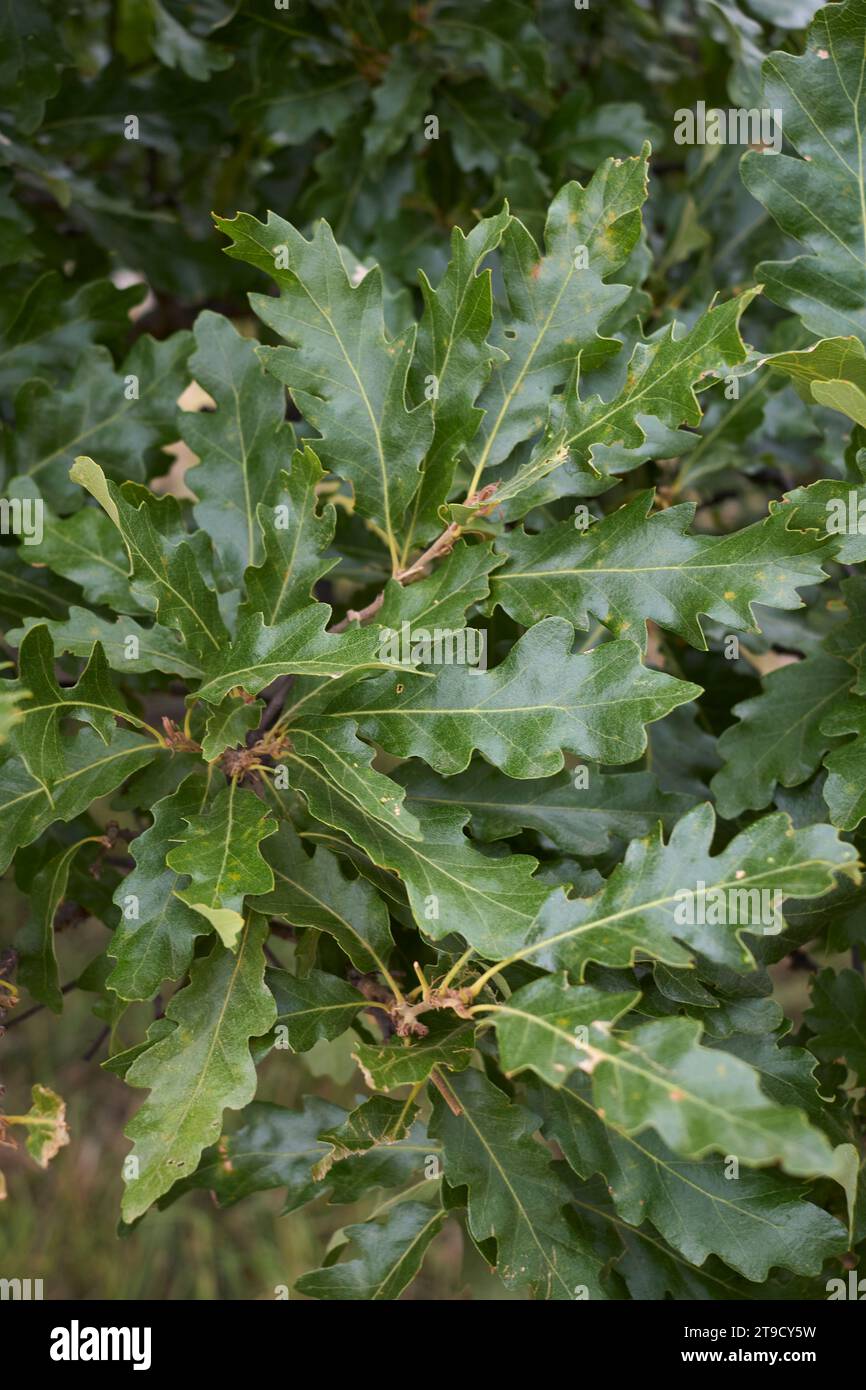 Quercus cerris branch close up Stock Photo - Alamy