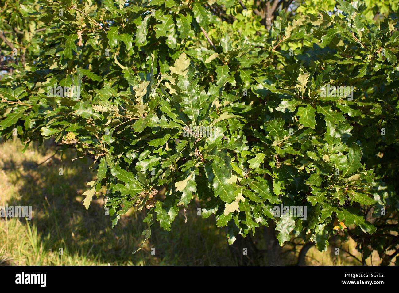 Quercus cerris branch close up Stock Photo - Alamy