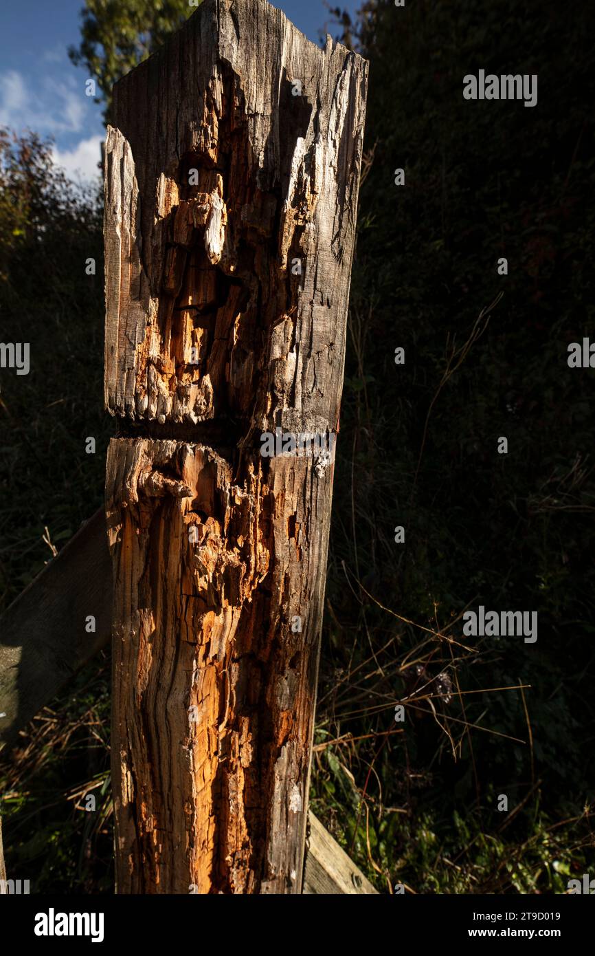 Natural juxtaposition of rotting fence post with fresh new tree ...