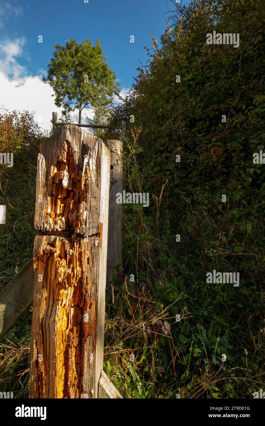 Natural juxtaposition of rotting fence post with fresh new tree ...
