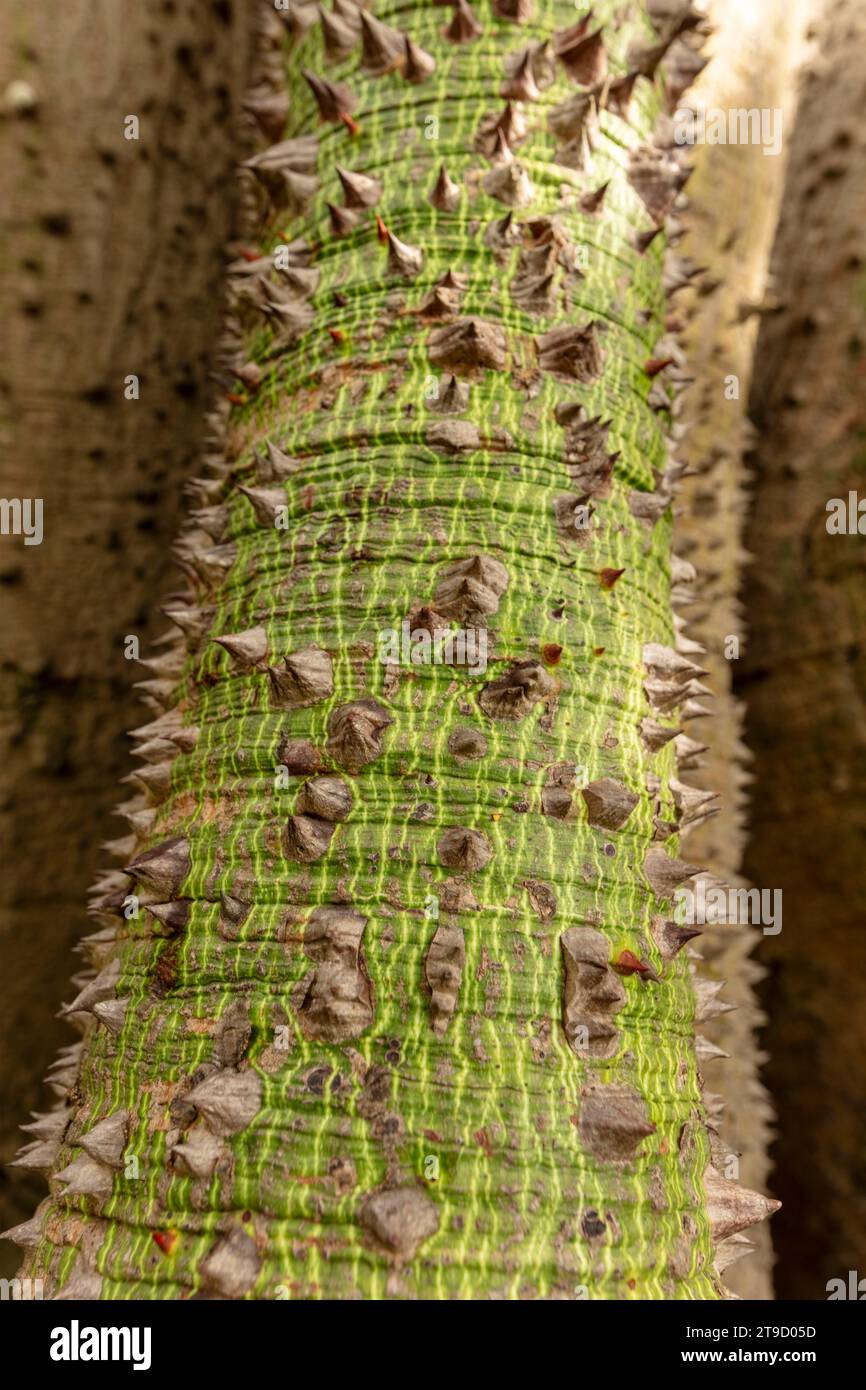 Highly textured, spiny, trunk of Kapok Tree, Ceiba Pentandra, with ...