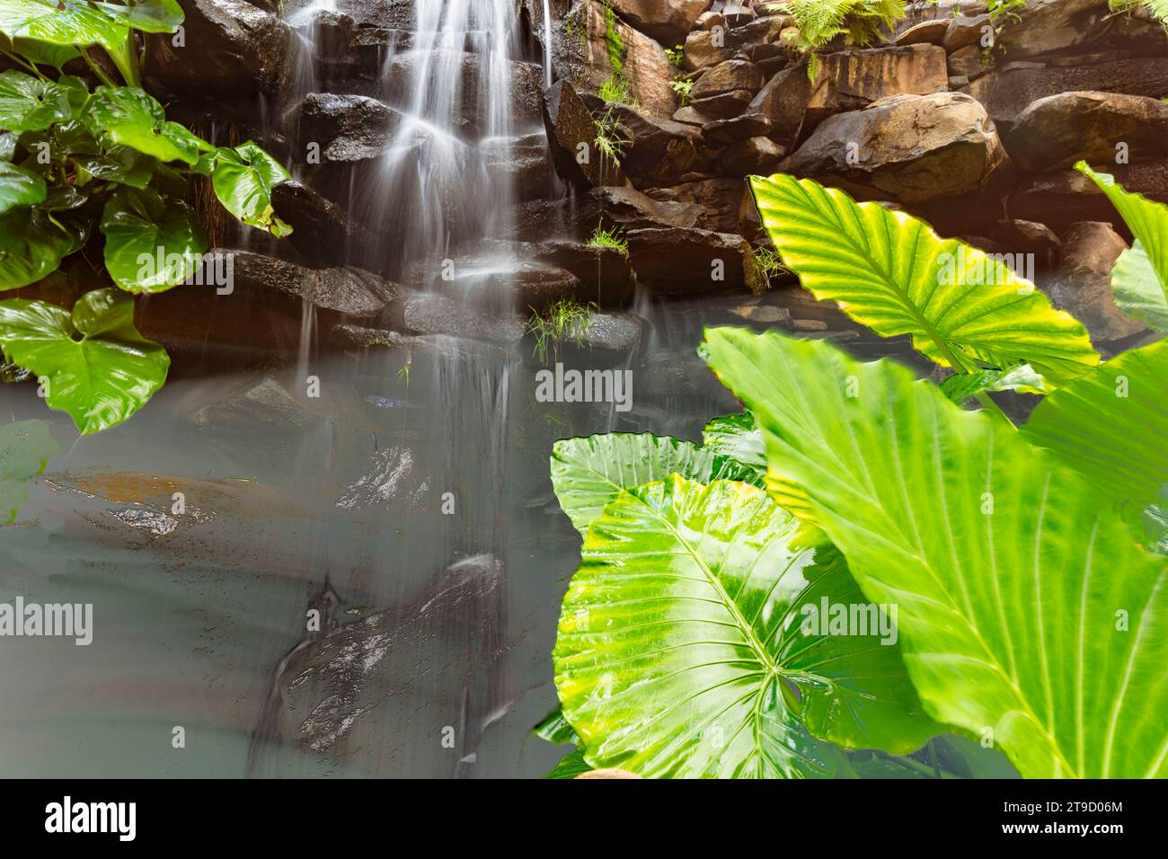 Intimate waterfall gracing the landscape of the Palmetum Santa Cruz ...