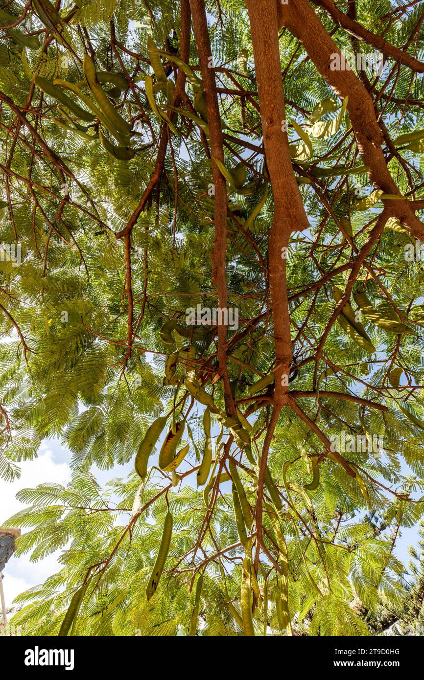 Carob Tree with pods and foliage. Natural intimate useful ornamental ...