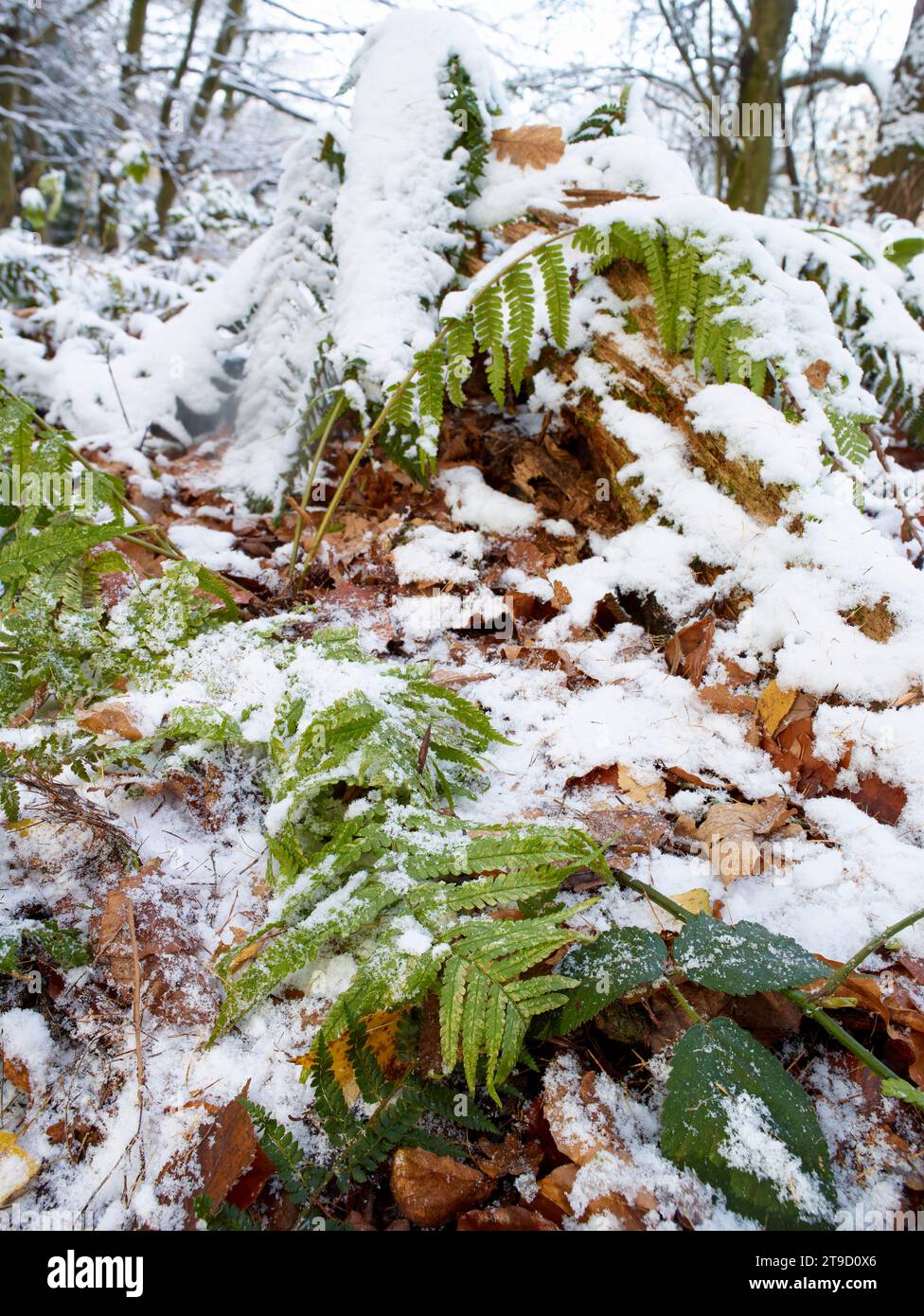 Natural close up intriguing intimate weather portrait of leaves trapped ...
