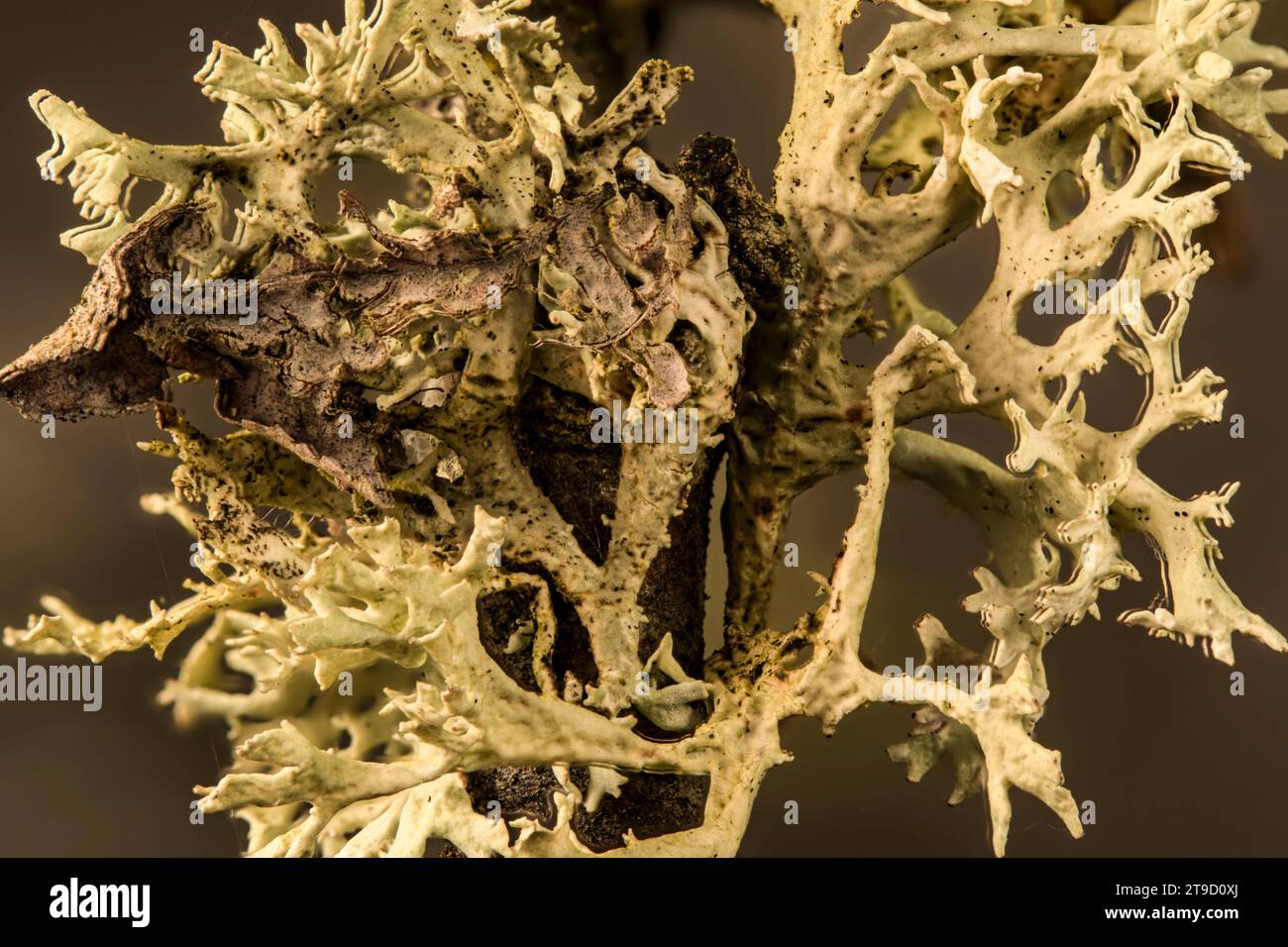 Poster ready high resolution super close up, macro, nature image of ...