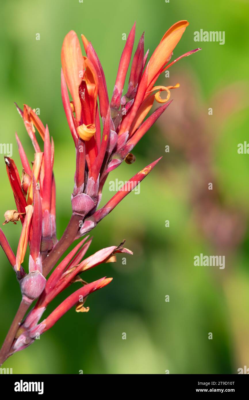 Close up of Indian shot (canna indica) flowers in bloom Stock Photo - Alamy