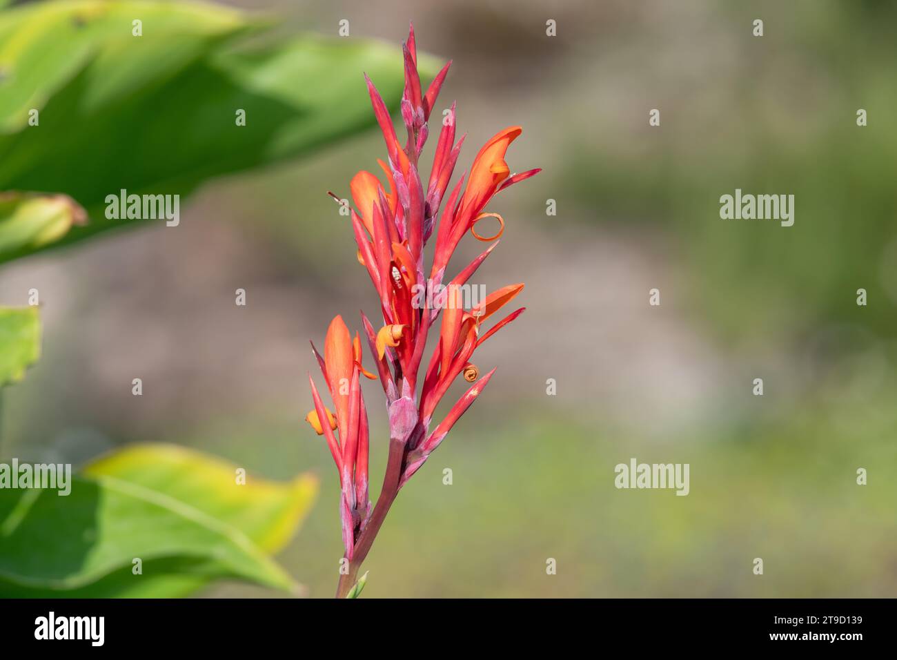 Close up of Indian shot (canna indica) flowers in bloom Stock Photo - Alamy