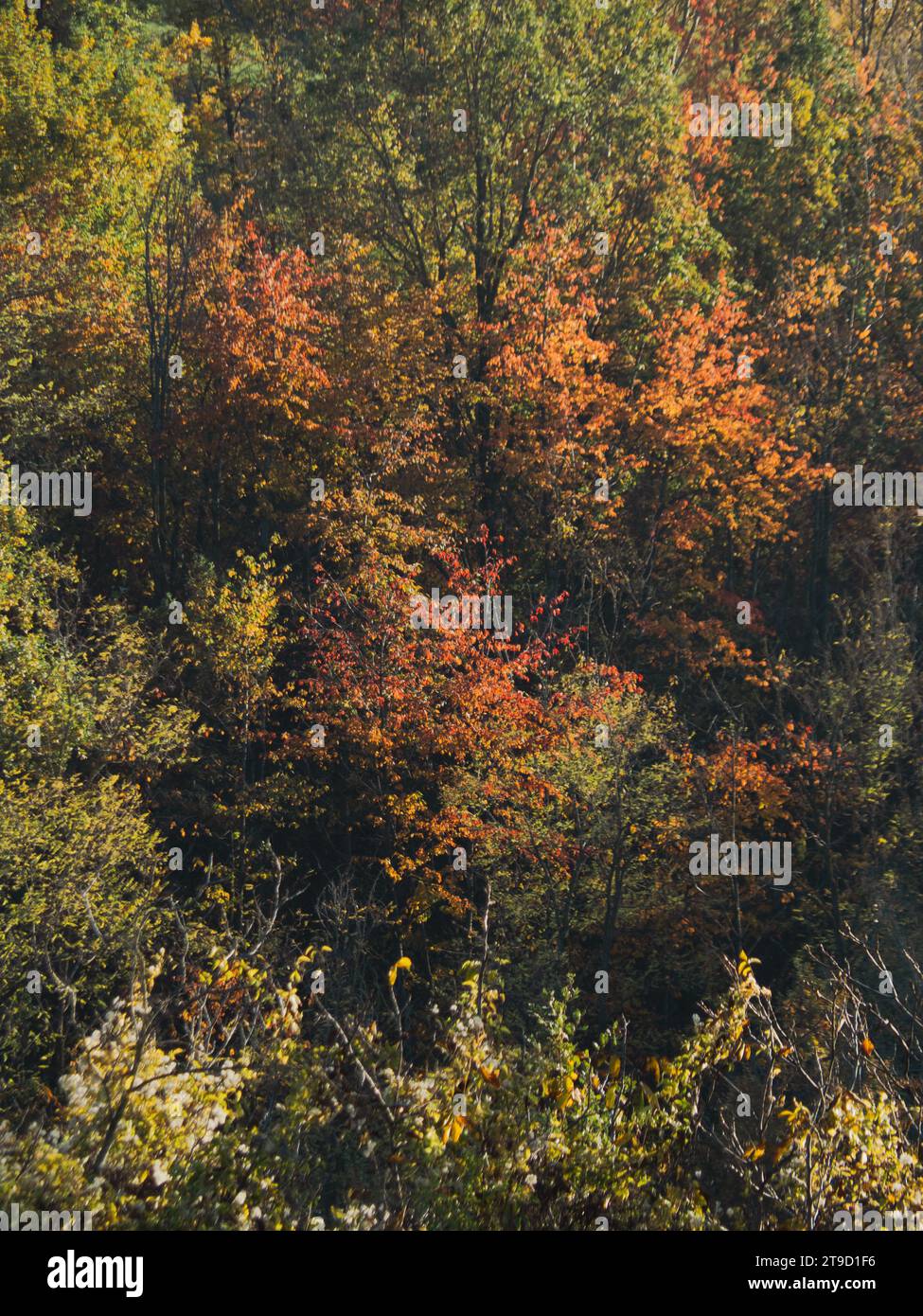 colorful landscape, golden red trees in park, Arda valley autumn season ...