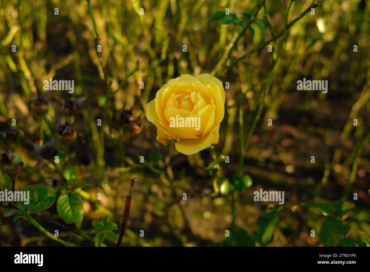 Solo color hi-res stock photography and images - Alamy