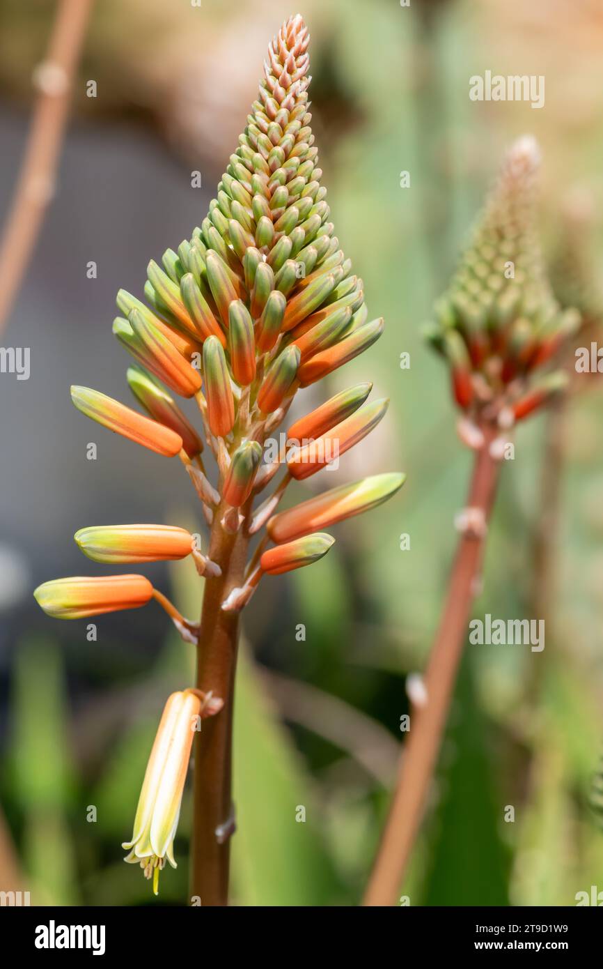 Aloe Vera flowers in bloom Stock Photo - Alamy