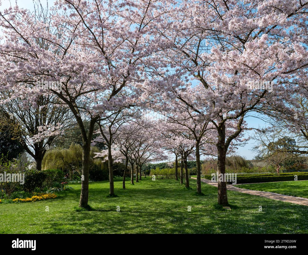 Forty hall cherry blossoms hi-res stock photography and images - Alamy Forty hall cherry blossoms hi-res stock photography and images - Alamy
