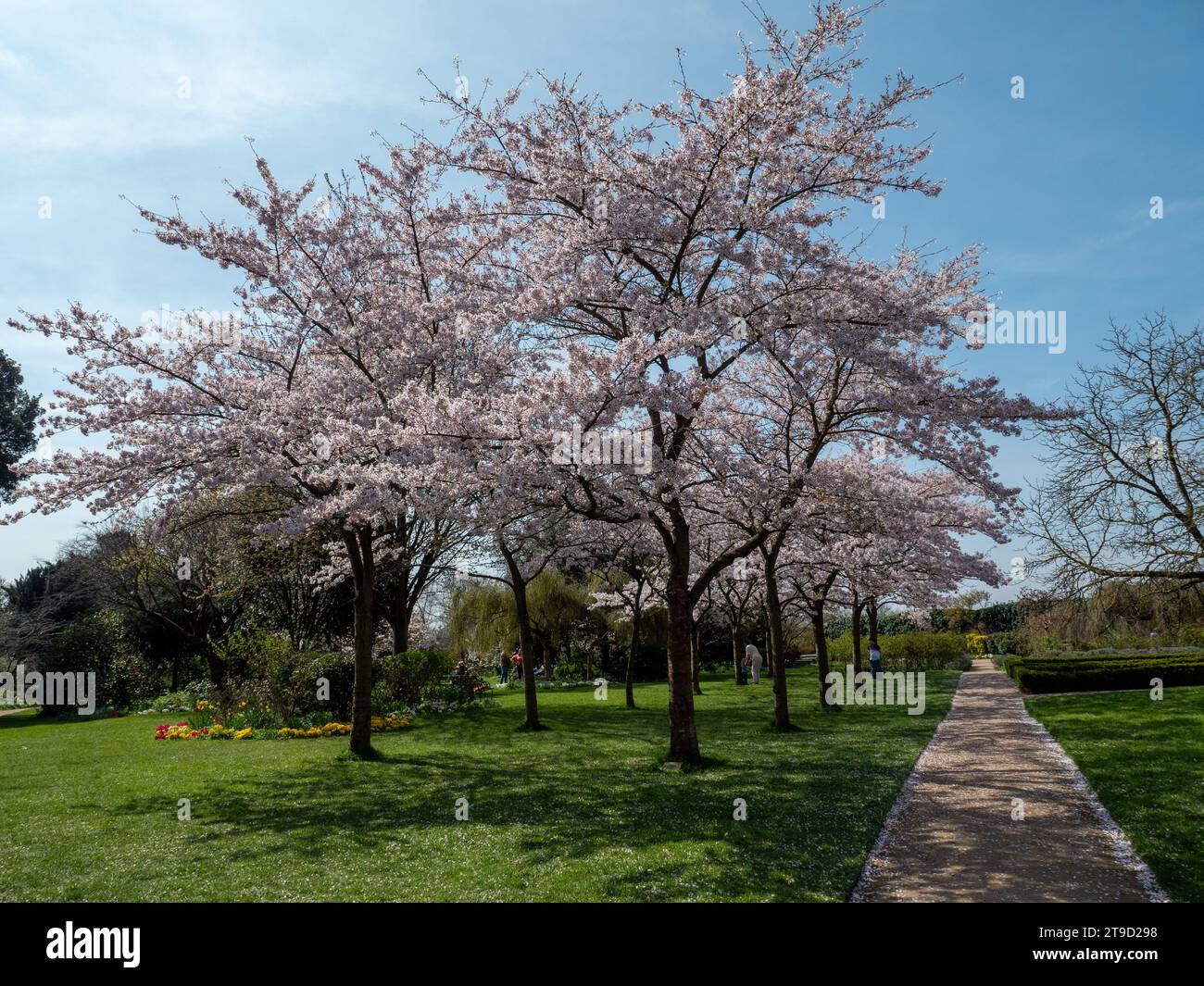 Japanese Sakura Cherry Blossom Tress on Display at Forty Hall Estate In ...