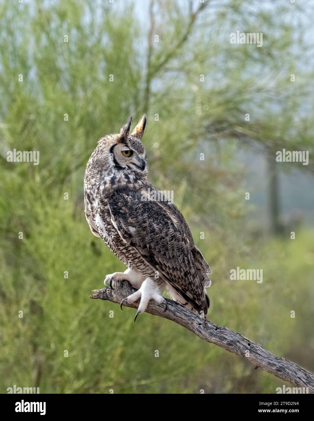 Great Horned Owl perched on a branch in the Desert Southwest Stock ...