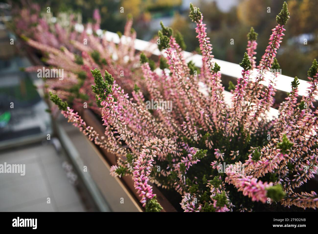 Fresh pink heather plant growing outdoors Stock Photo - Alamy