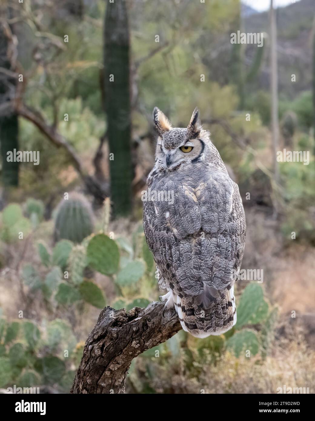 Great Horned Owl perched on a branch in the Desert Southwest Stock ...