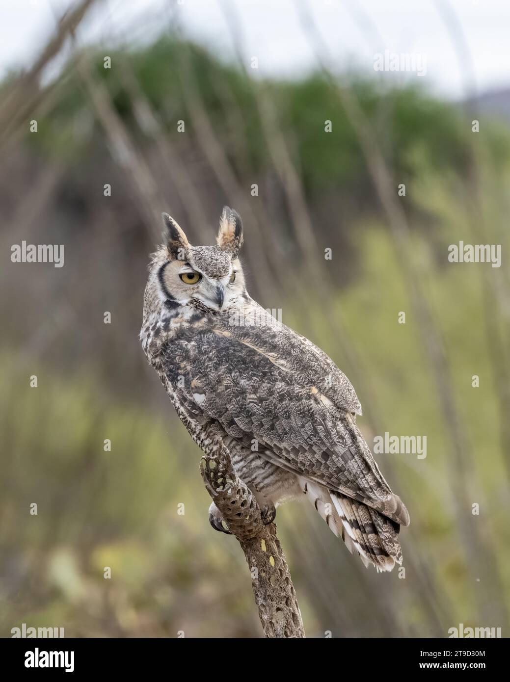 Arizona owl desert hi-res stock photography and images - Alamy