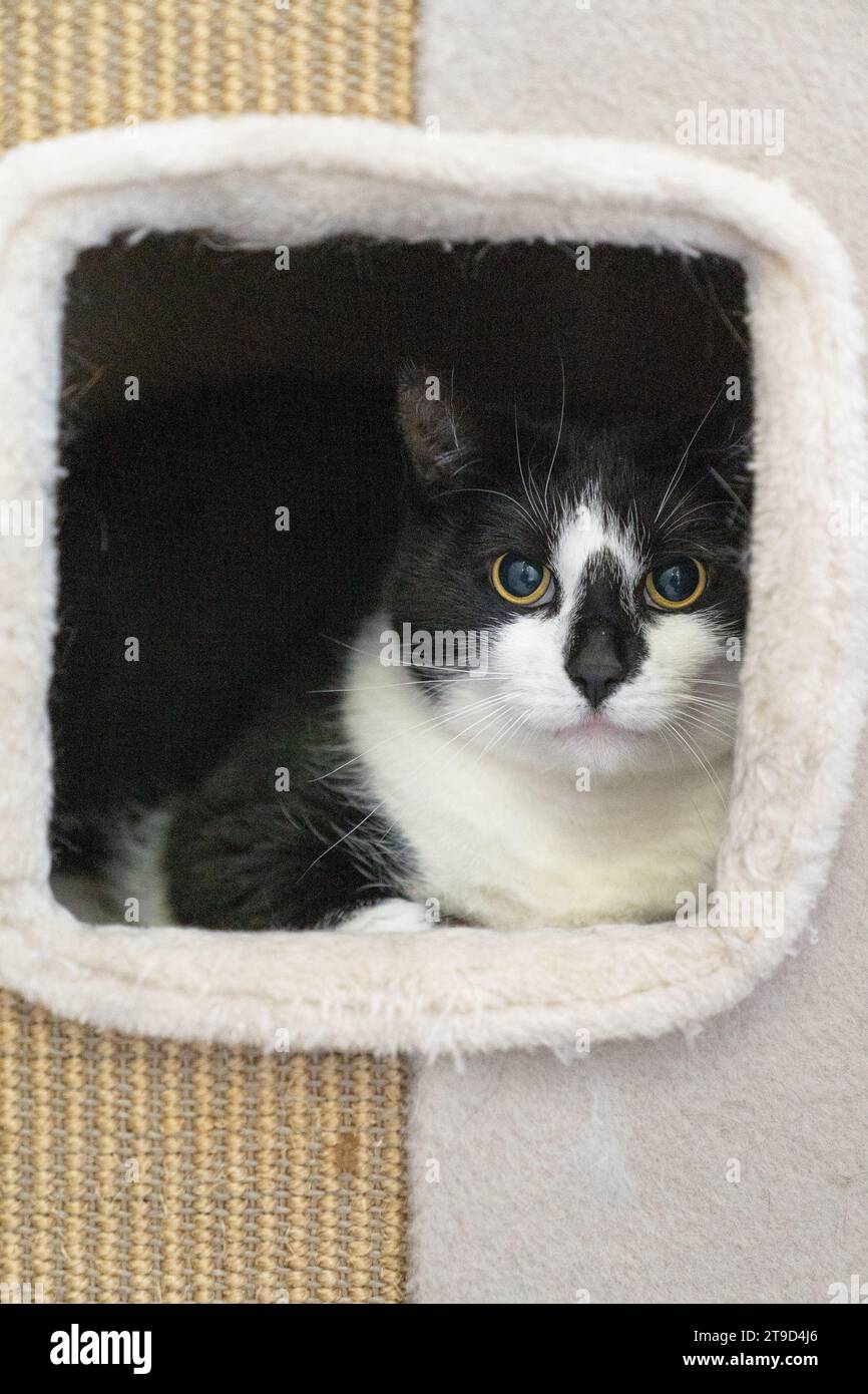 A black tabby cat sitting and hiding in a safe spot in a scratching ...