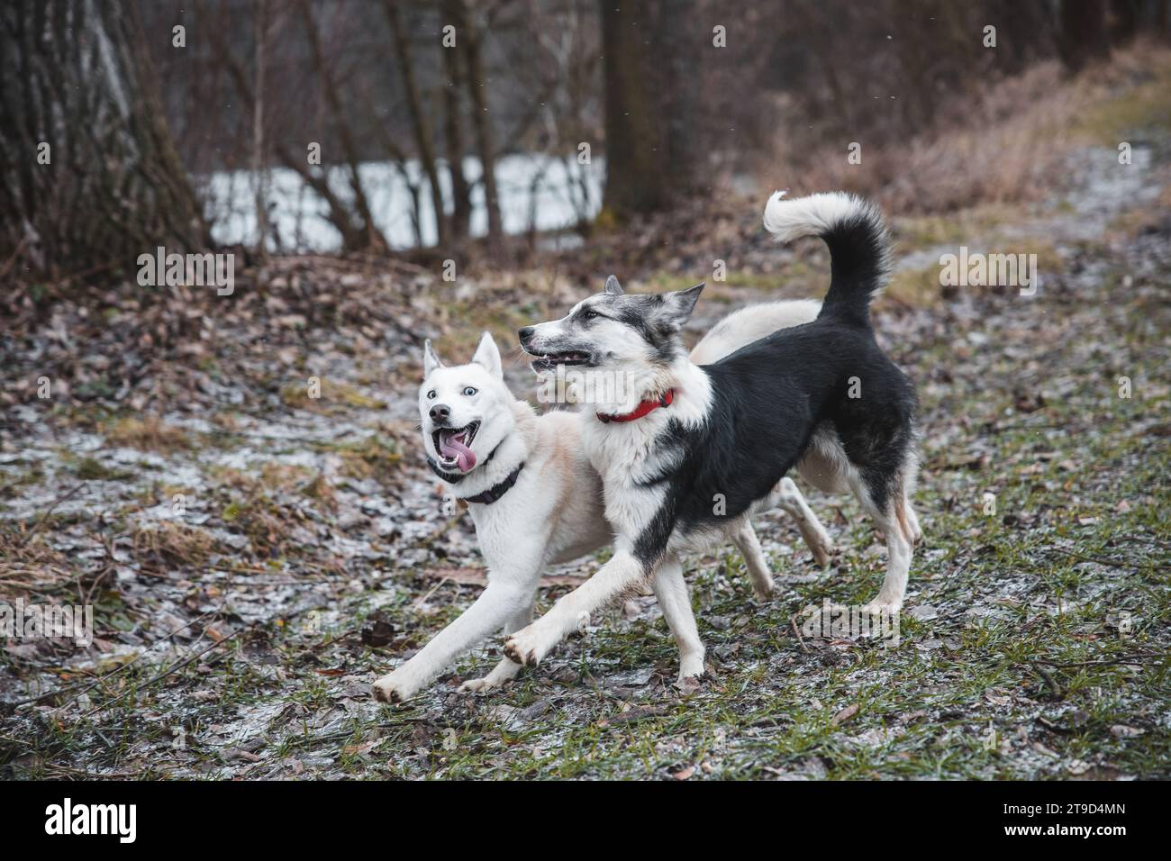 Two Siberian husky brothers running along a forest path. Competitive ...