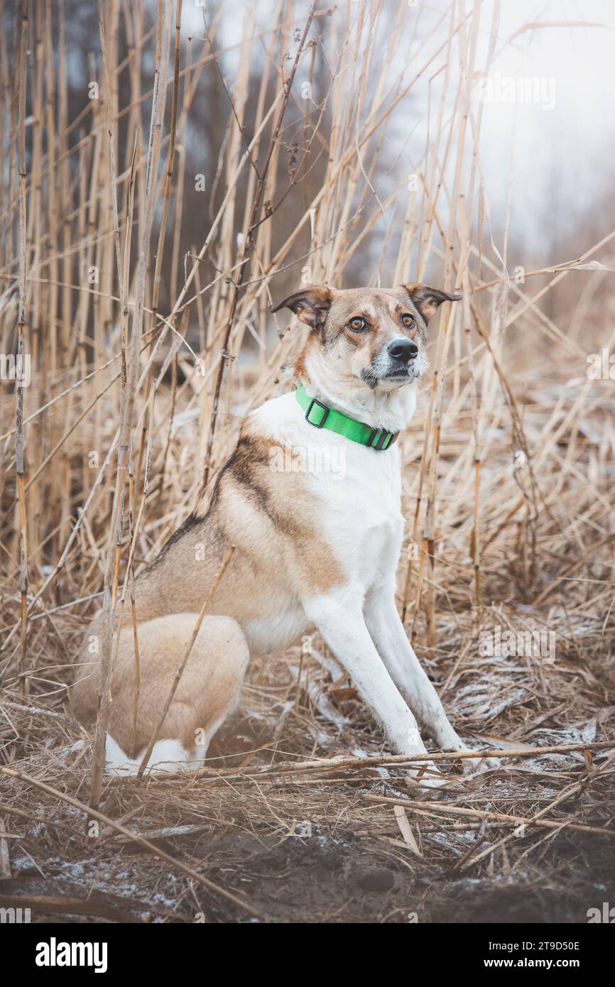 Portrait of a White and brown dog is sitting in the field. Posing the ...