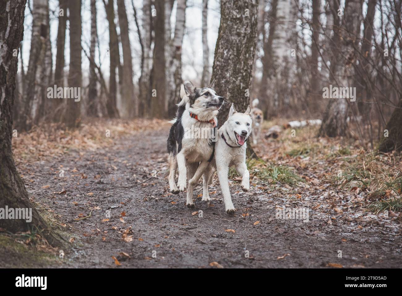Two Siberian husky brothers running along a forest path. Competitive ...