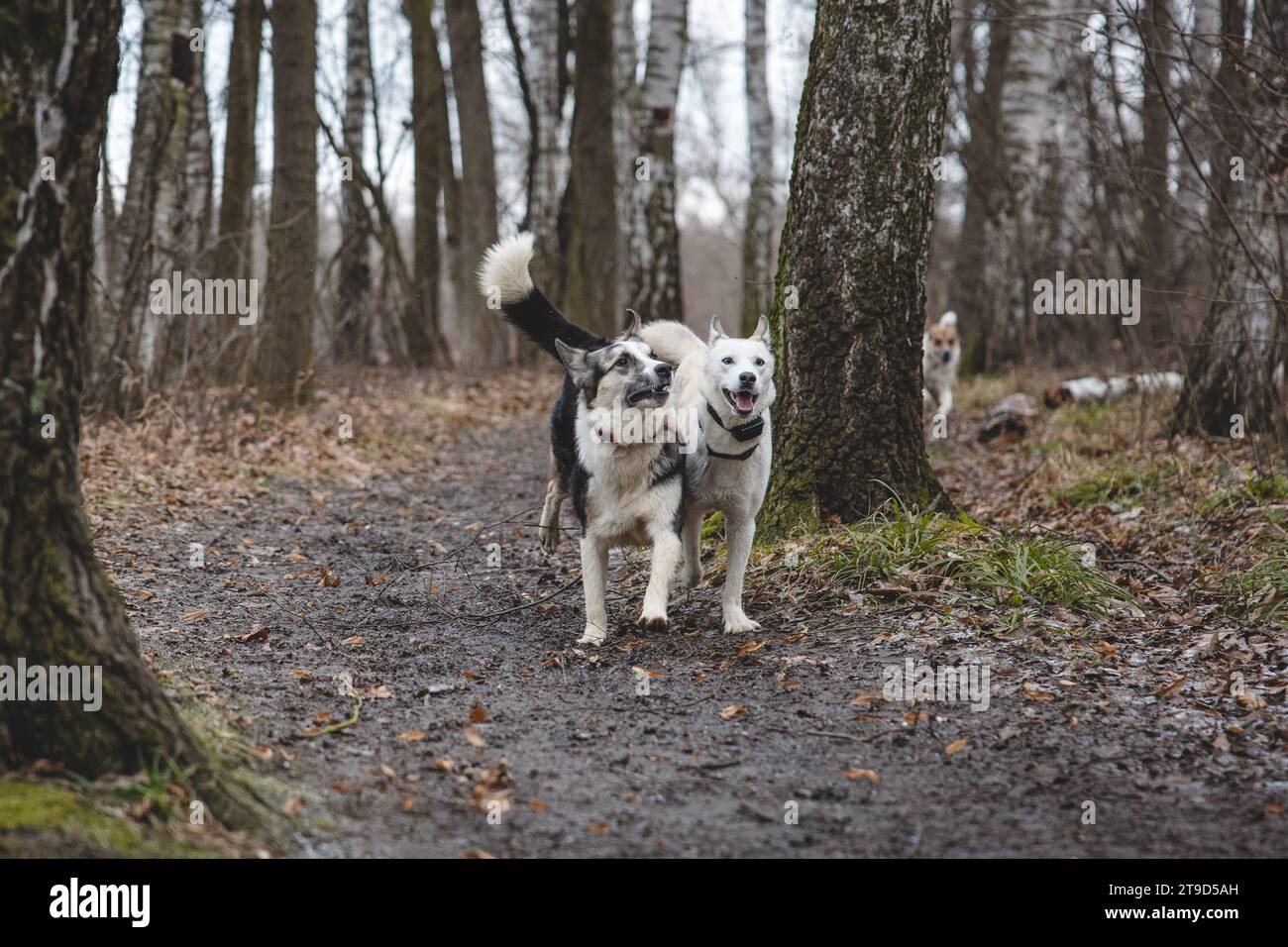 Two Siberian husky brothers running along a forest path. Competitive ...