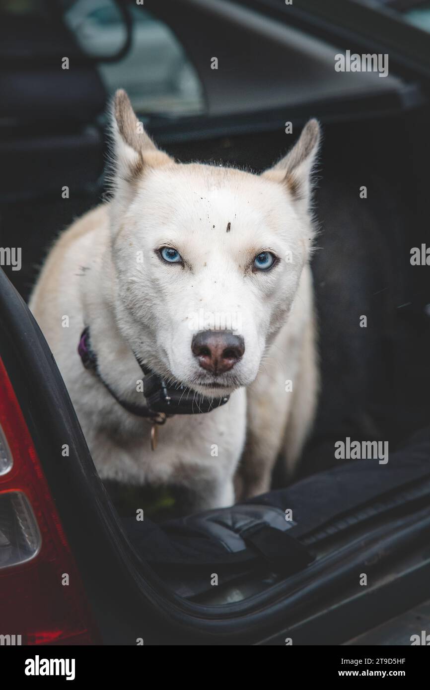 White Siberian Husky waiting in the trunk of the car for another great ...