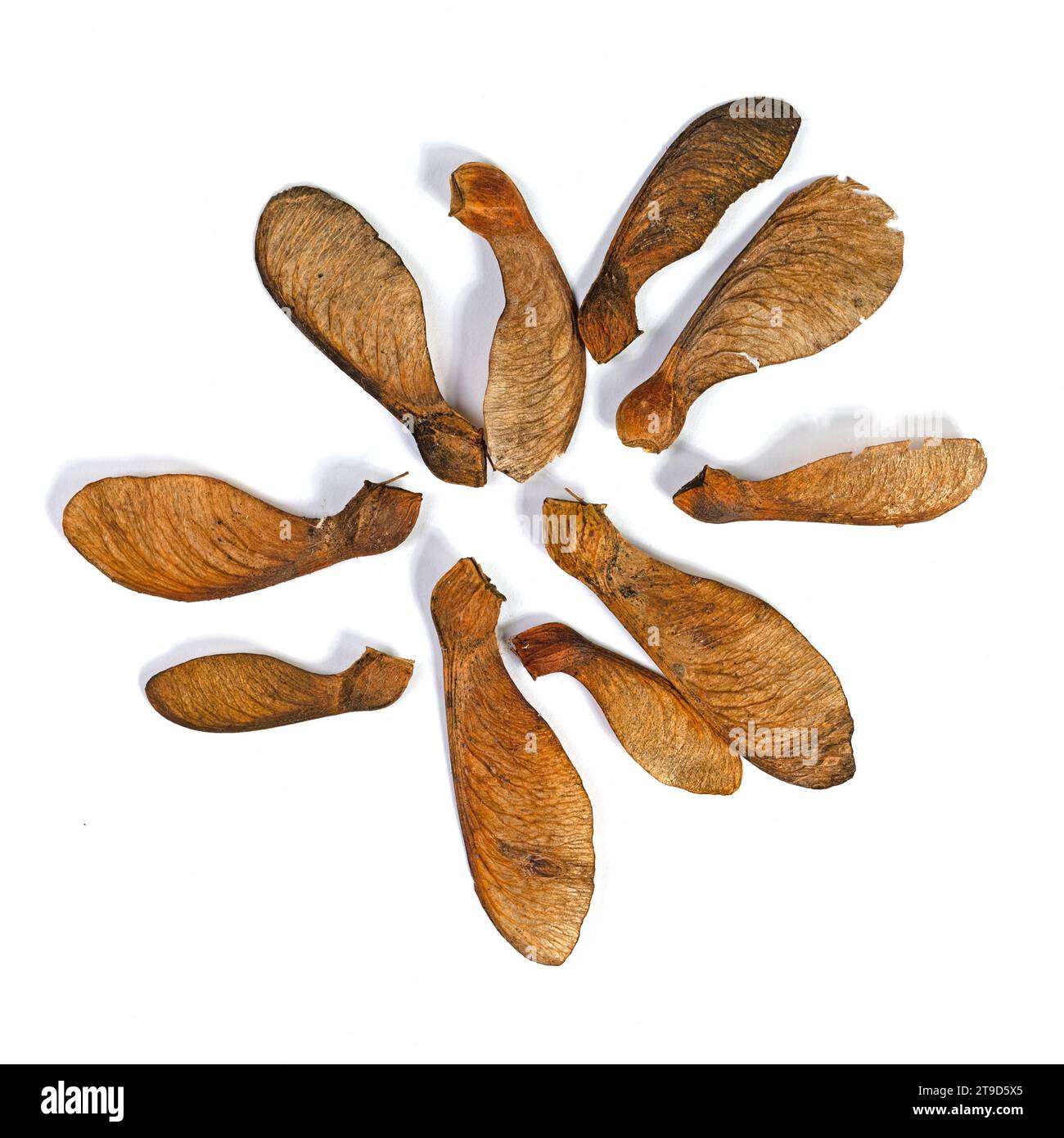 Ripe maple seed against white background Stock Photo - Alamy