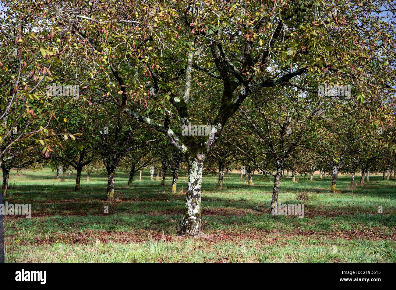 Plantation of high-quality PDO certified walnuts trees in Perigord ...