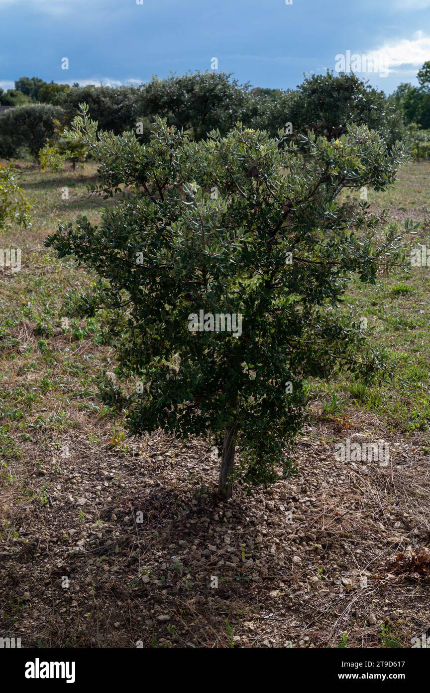 Truffle farm, cultivation of black winter Perigord truffles mushrooms ...