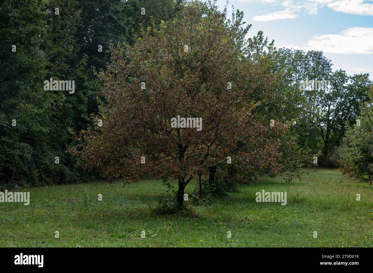 Truffle farm, cultivation of black winter Perigord truffles mushrooms ...