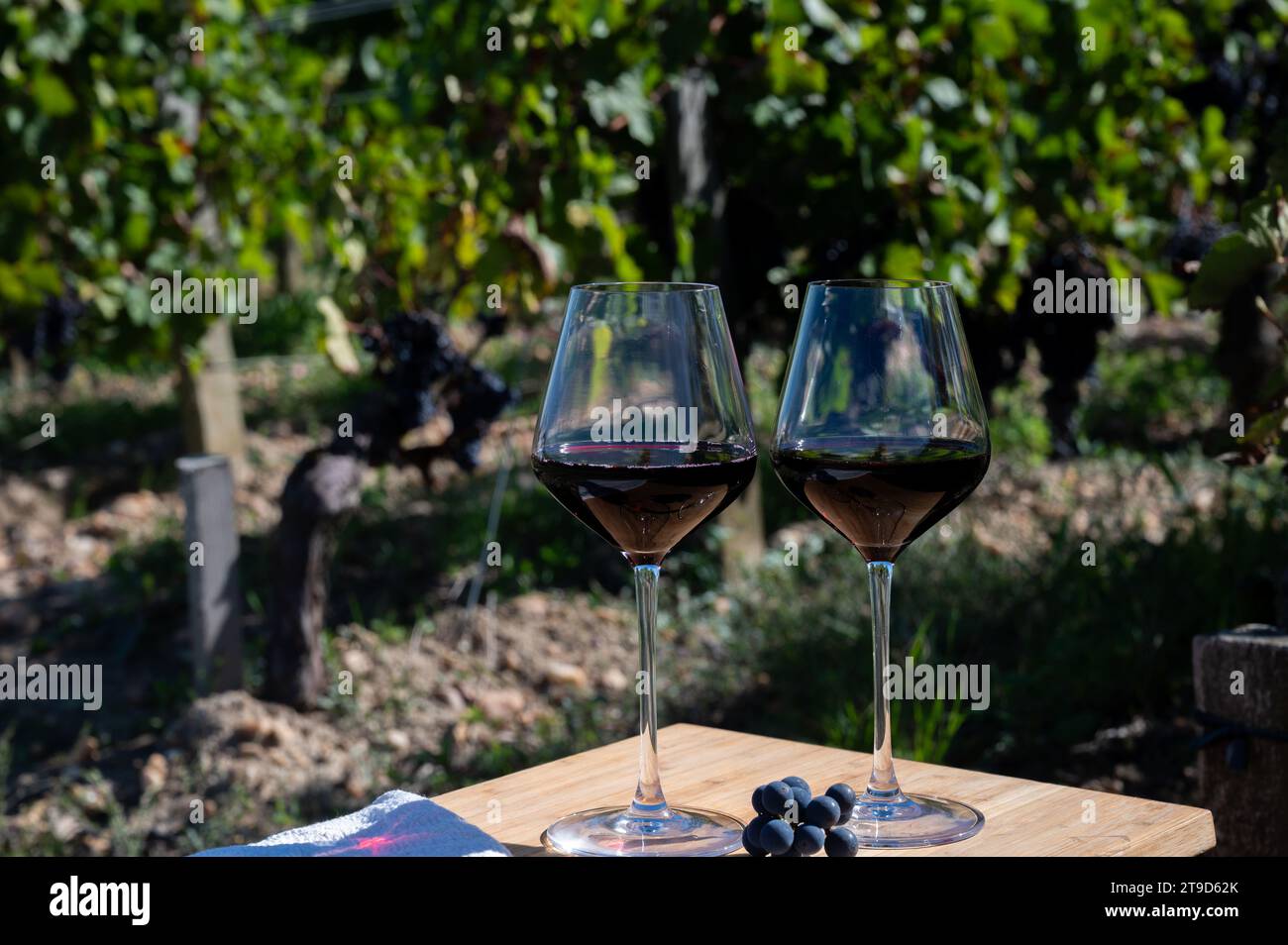 Tasting of red Bordeaux wine, Merlot or Cabernet Sauvignon red wine ...