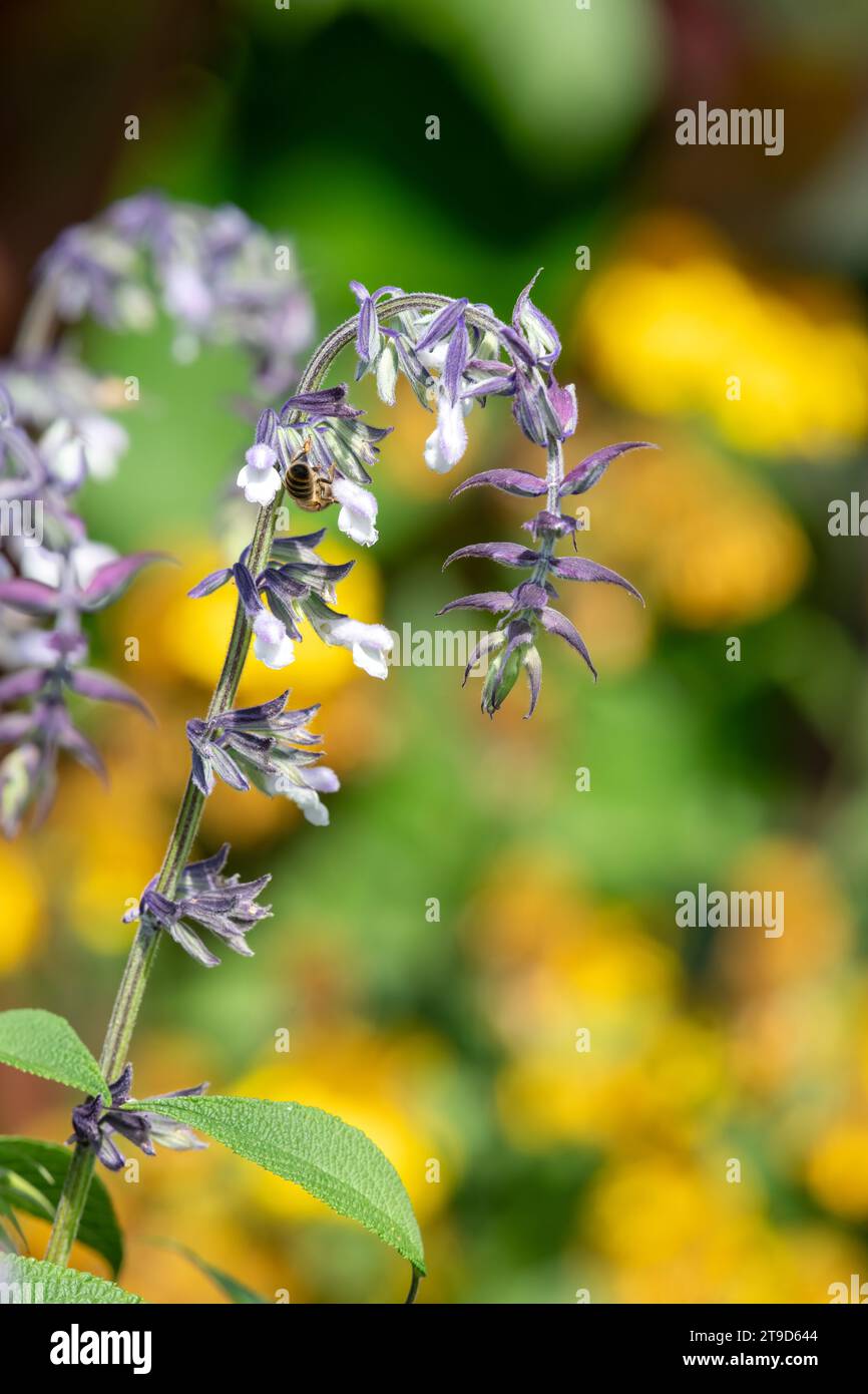 Waverly sage hi-res stock photography and images - Alamy