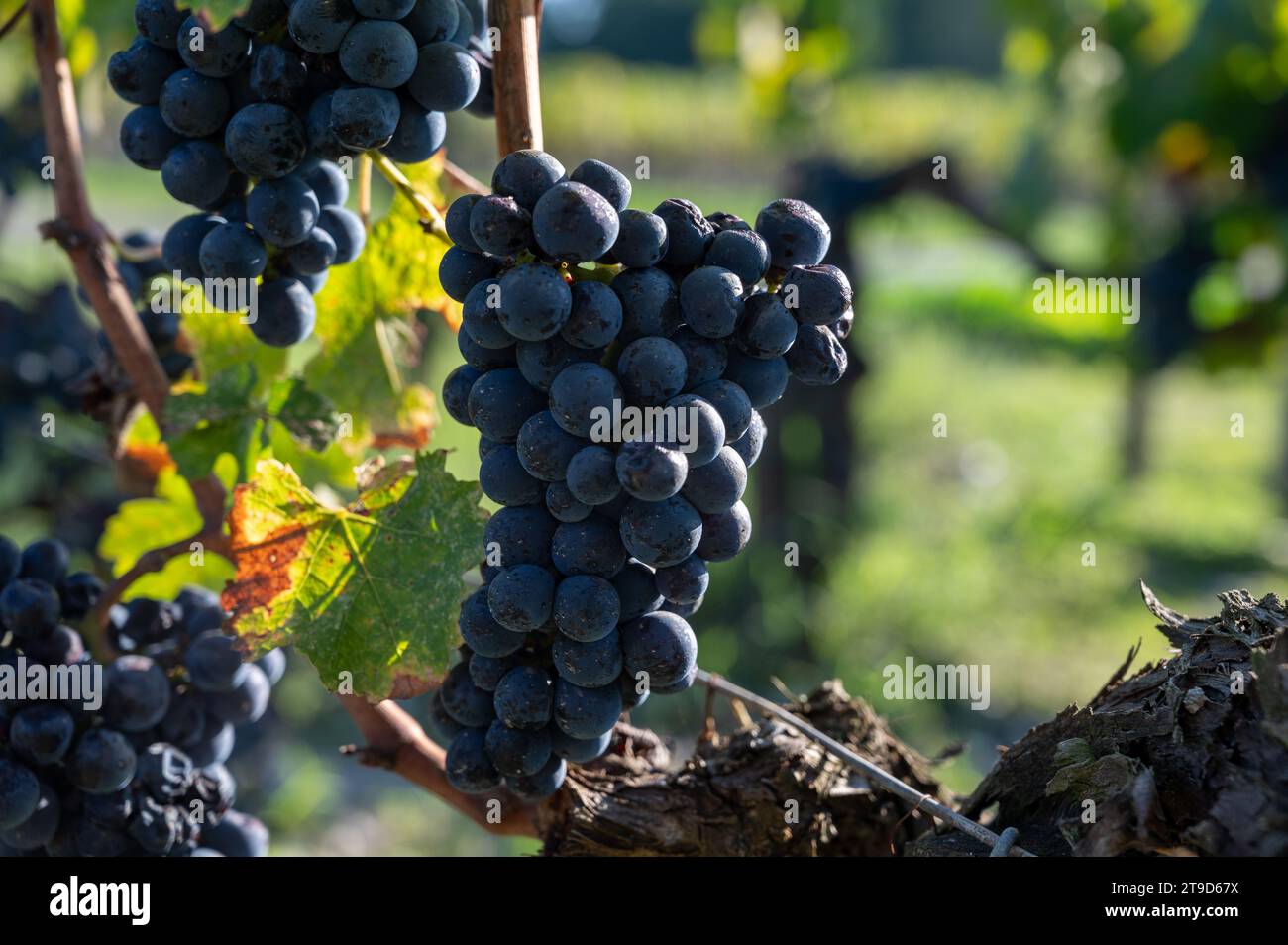Bunches of ripe red grapes, vineyards near St. Emilion town, production ...