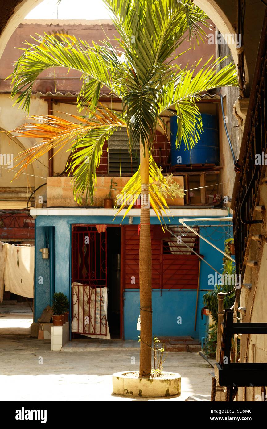 Decorative palm tree in a Havana city slums Stock Photo - Alamy