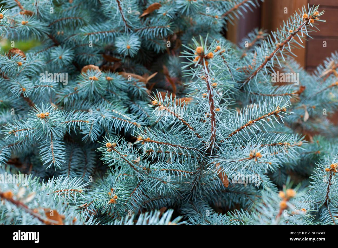 Branches of a blue spruce. Natural bacground Stock Photo - Alamy