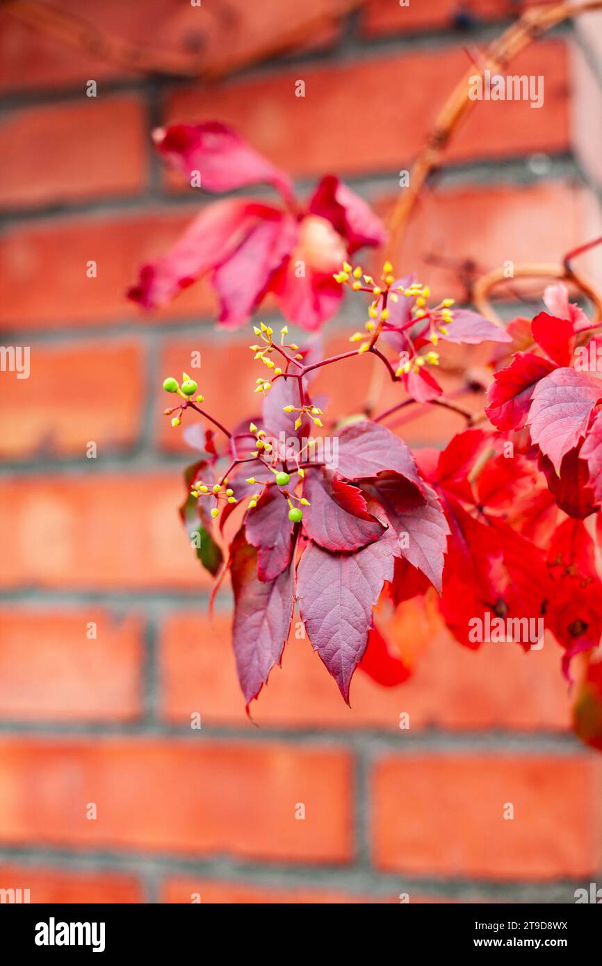 Red autumn leaves on a brick wall background. Autumn leaf background ...