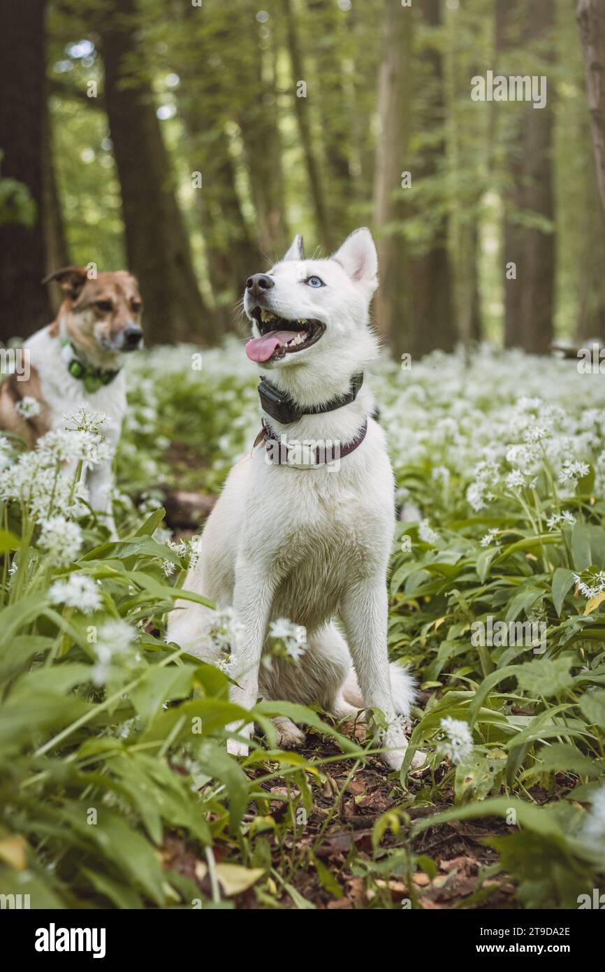 White Siberian Husky with piercing blue eyes standing in a forest full ...
