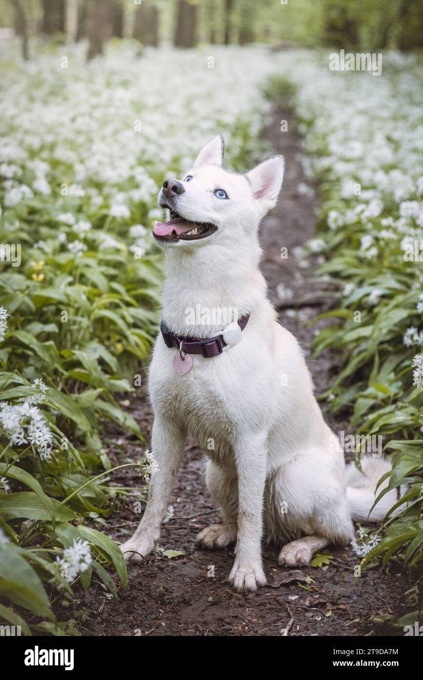 White Siberian Husky with piercing blue eyes standing in a forest full ...