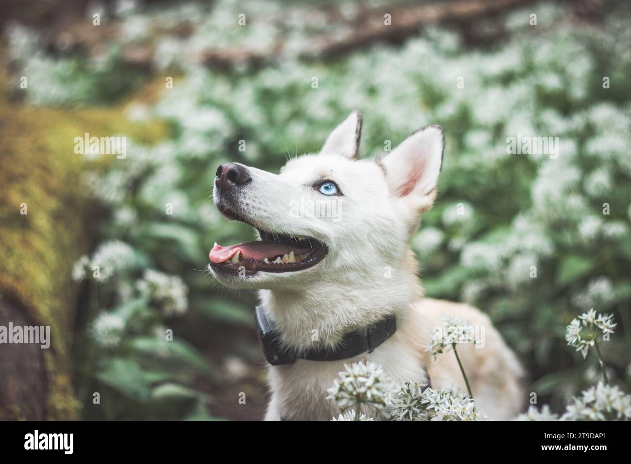 White Siberian Husky with piercing blue eyes standing in a forest full ...