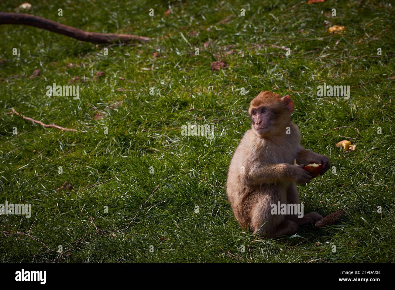 Barbary macaque monkey sitting down at Trentham monkey forest Stock ...