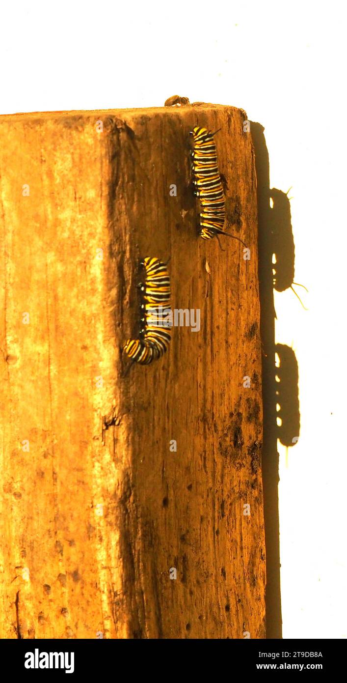 Two caterpillar shadows hi-res stock photography and images - Alamy