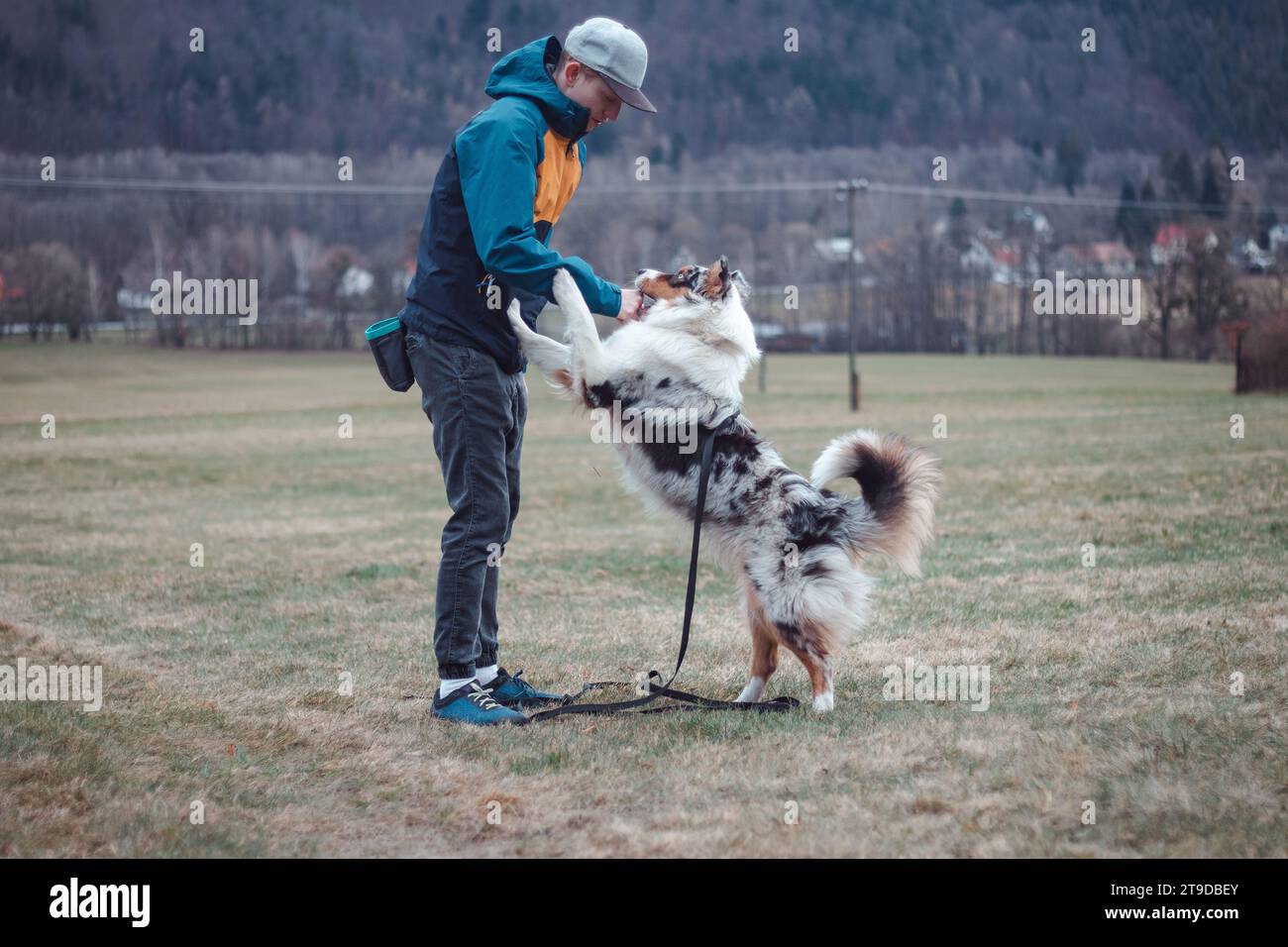 Young cynologist, a dog trainer trains a four-legged pet Australian ...