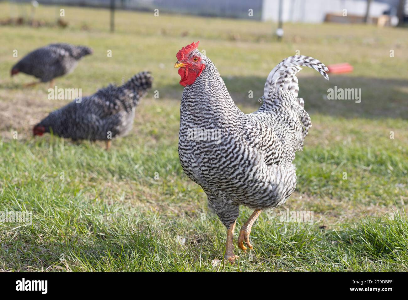 Dominique chicken rooster on a field with two chicken hens behind Stock ...