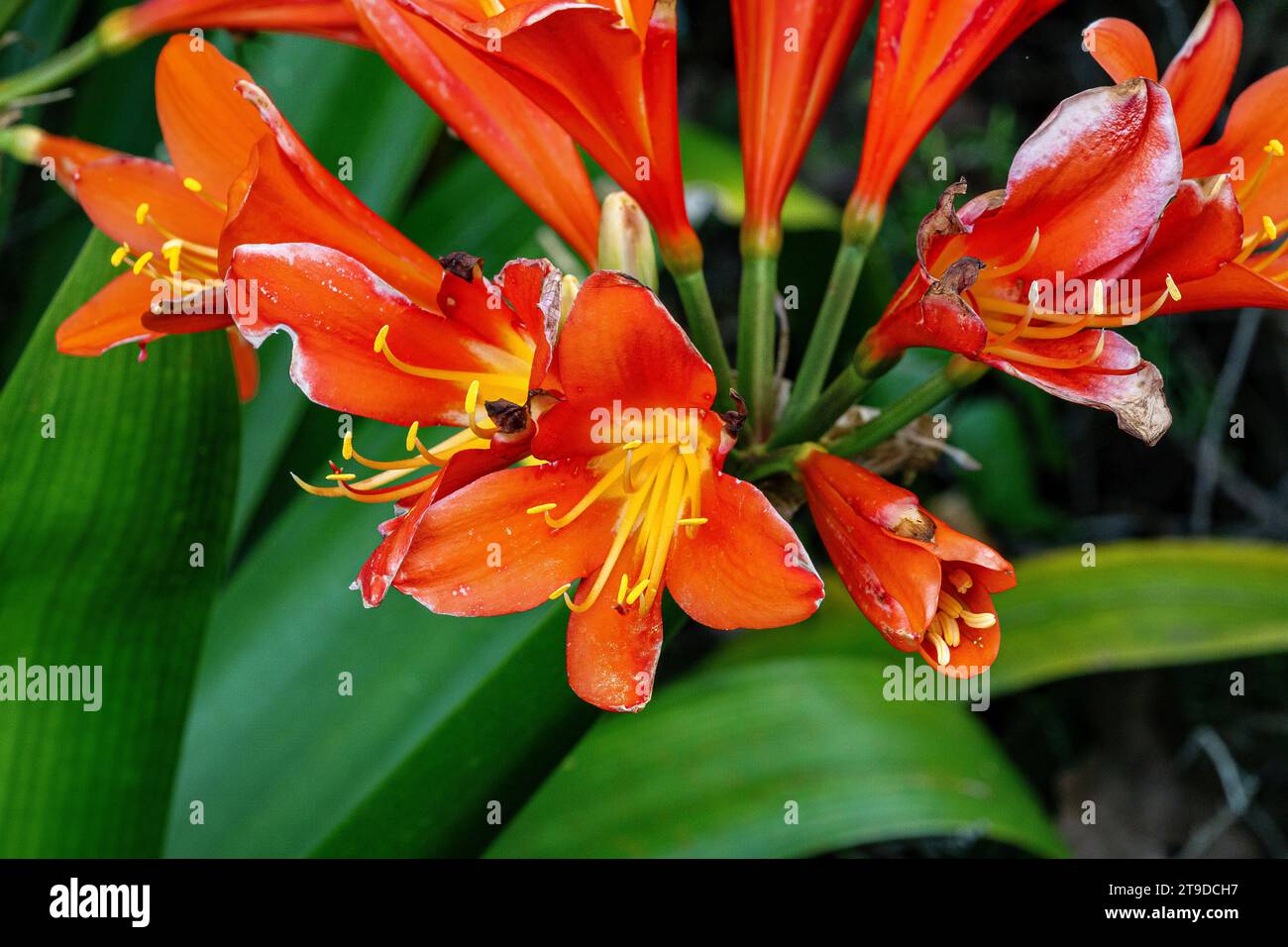 Aranias Uwe Aranas Hi Res Stock Photography And Images Alamy