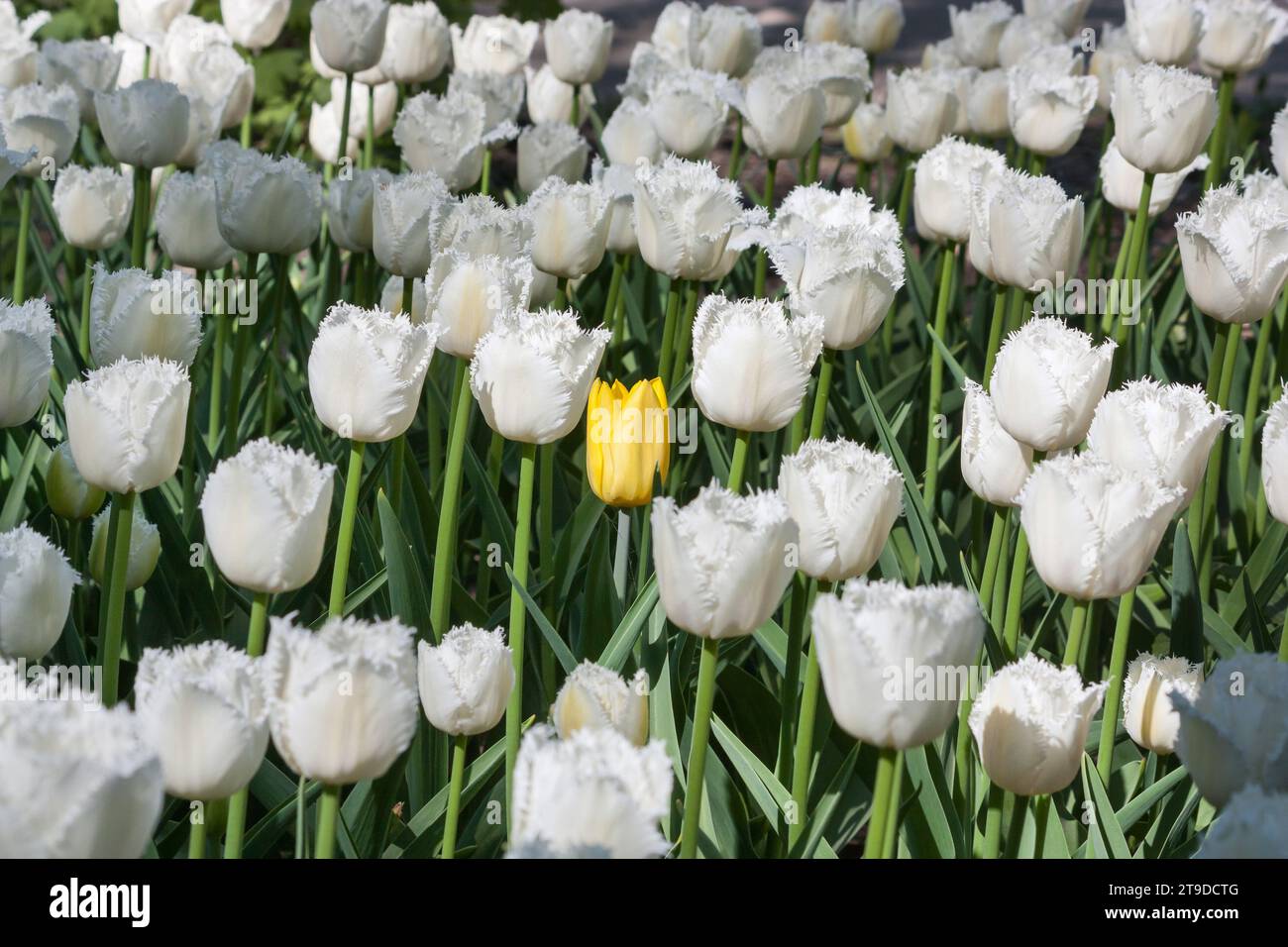 One yellow single tulip among a group of white fringed beautiful tulips growing in the garden ...