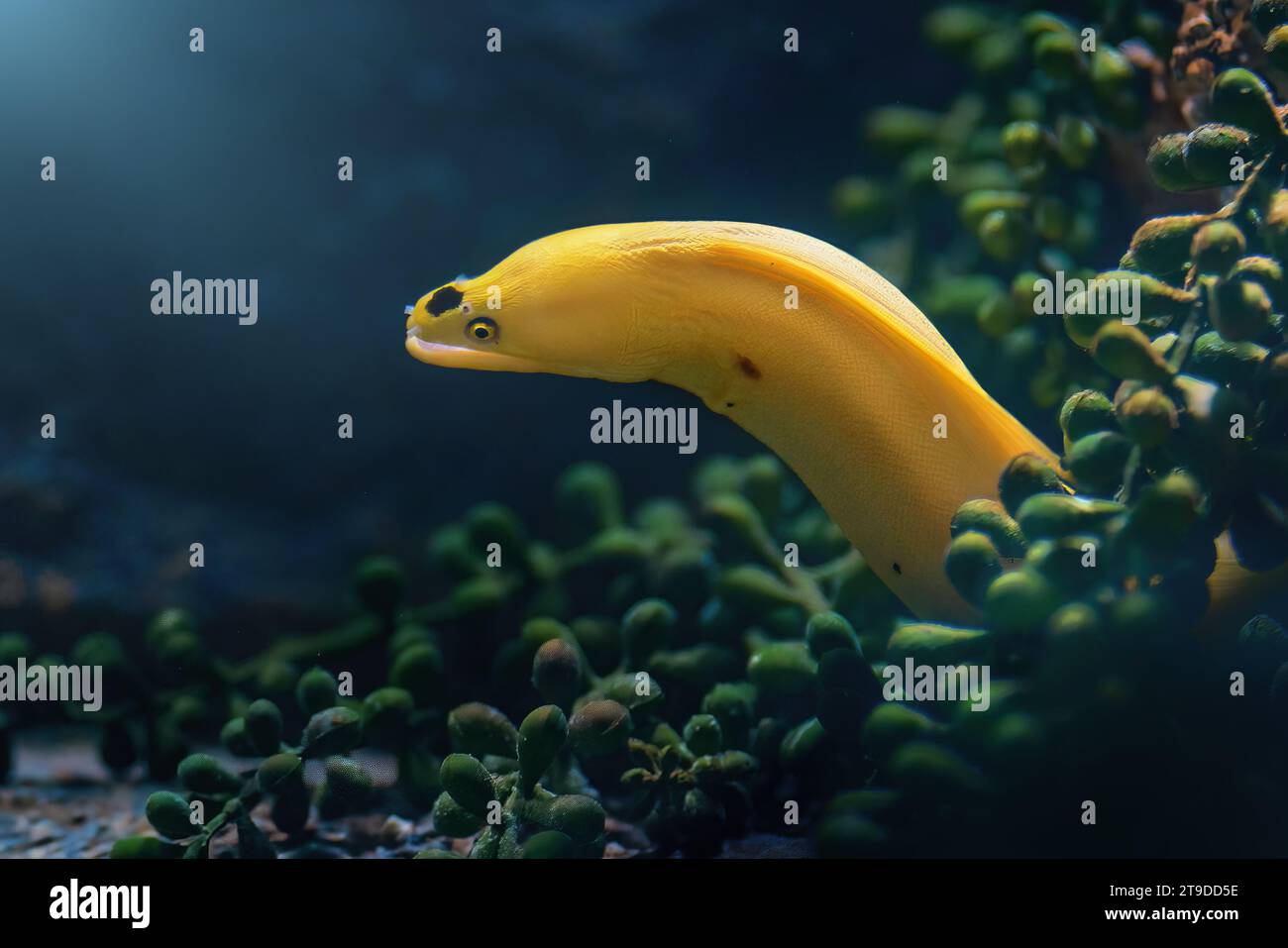 Dwarf Moray (Gymnothorax melatremus) - Yellow Moray Eel Stock Photo - Alamy