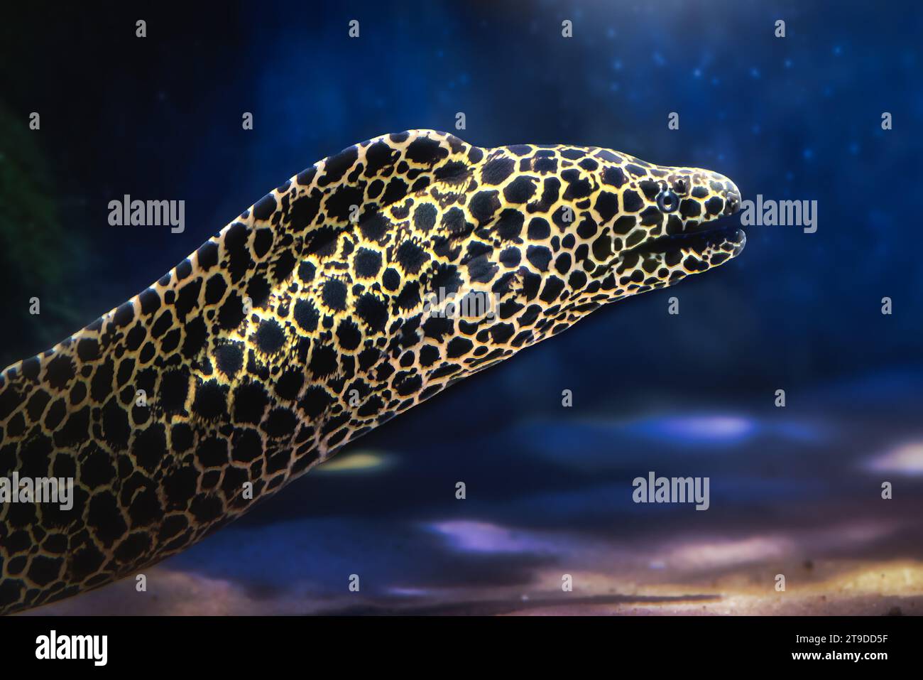 Laced Moray (Gymnothorax favagineus) - Large Moray Eel Stock Photo - Alamy