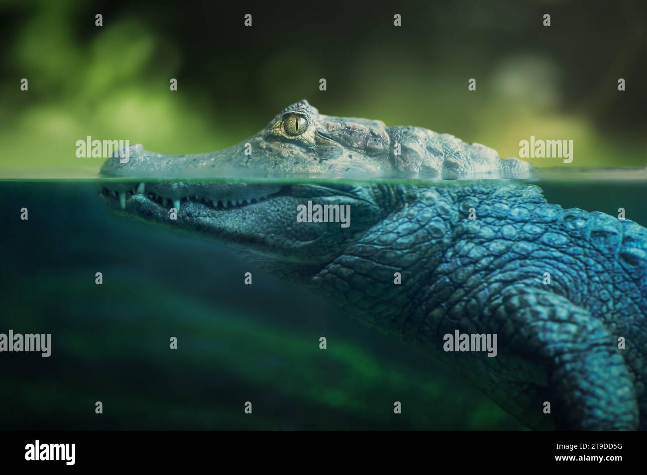 Half underwater Yacare Caiman (Caiman yacare) - Pantanal Alligator ...